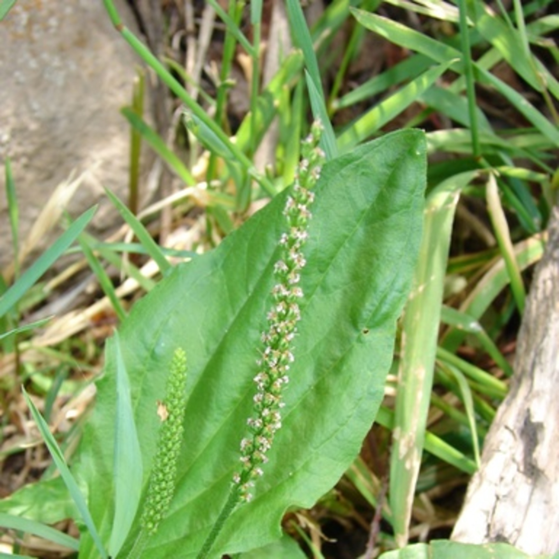 Invasive Plant Species of APLL | Living Labs at Iowa